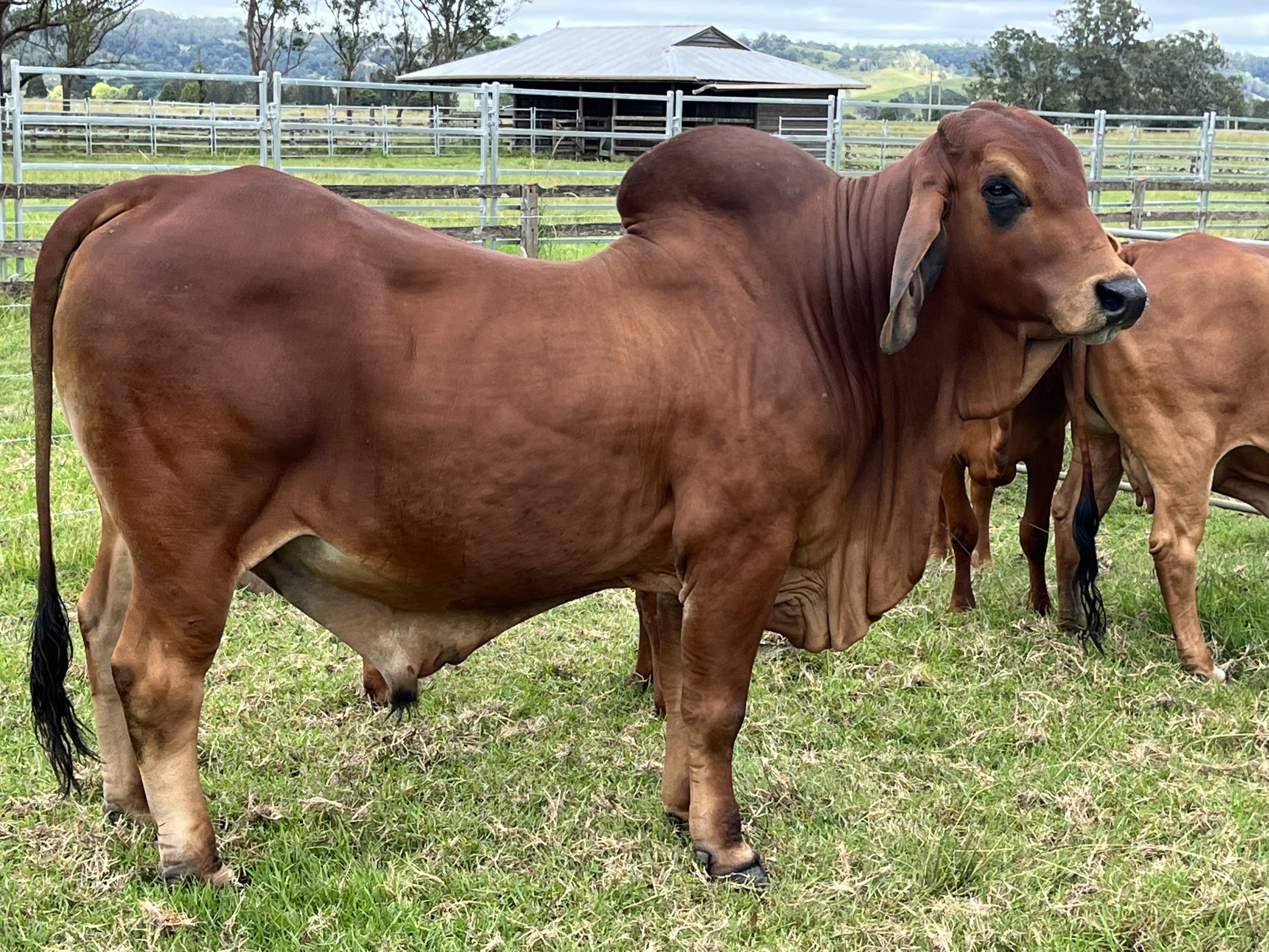 Livestock Past Sales | Ian Weir and Son